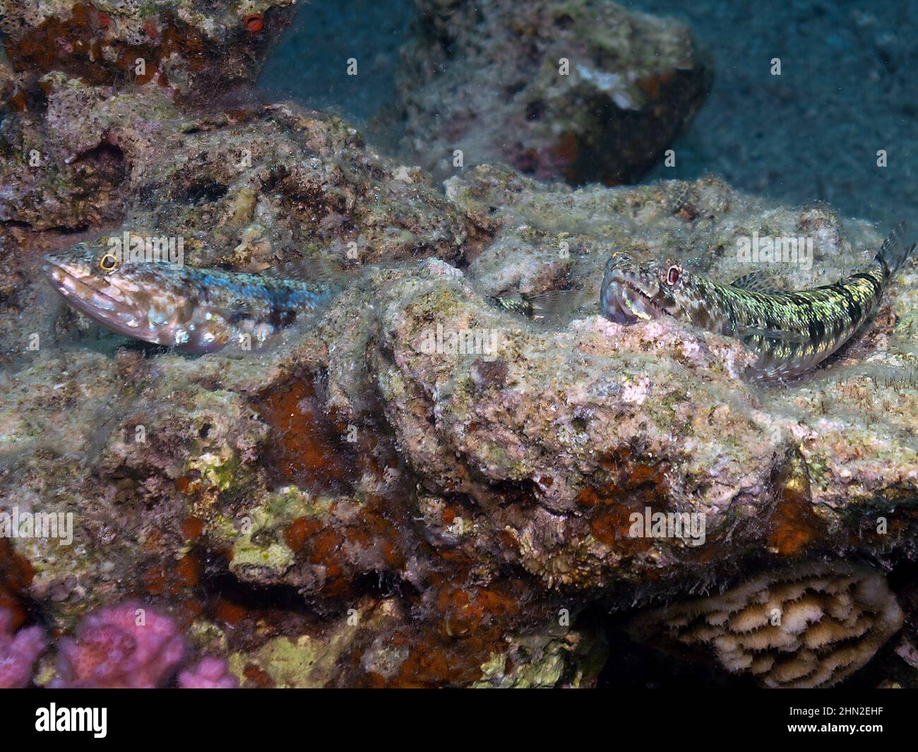 Variegated Lizardfish (Synodus variegatus) in the Red Sea, Egypt Stock ...