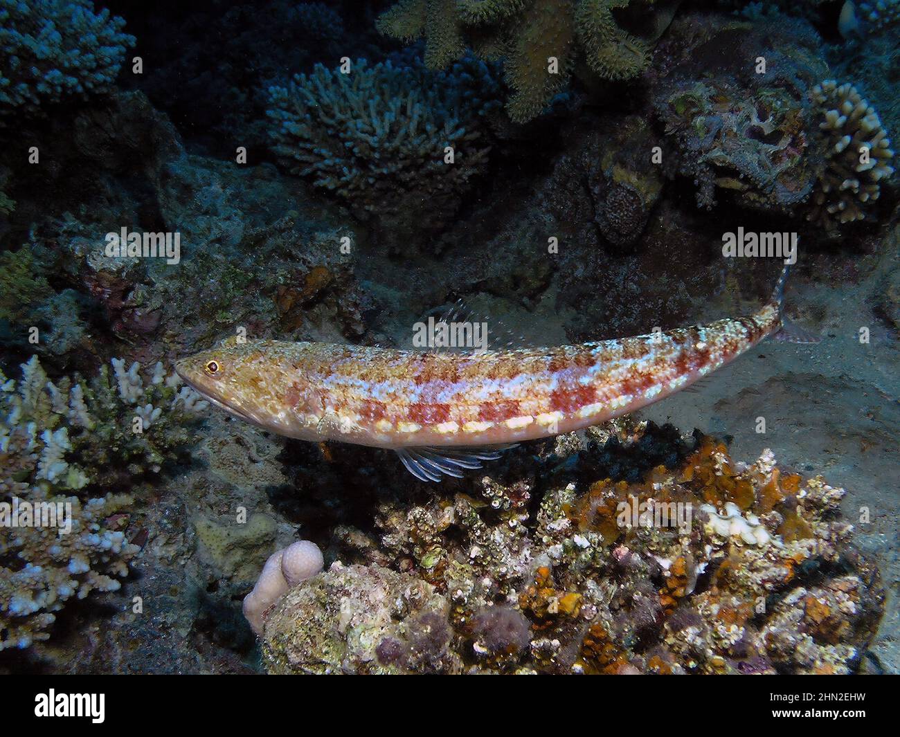 Variegated Lizardfish (Synodus variegatus) in the Red Sea, Egypt Stock ...