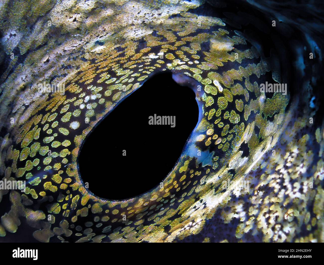 A Fluted Giant Clam (Tridacna squamosa) in the Red Sea, Egypt Stock ...
