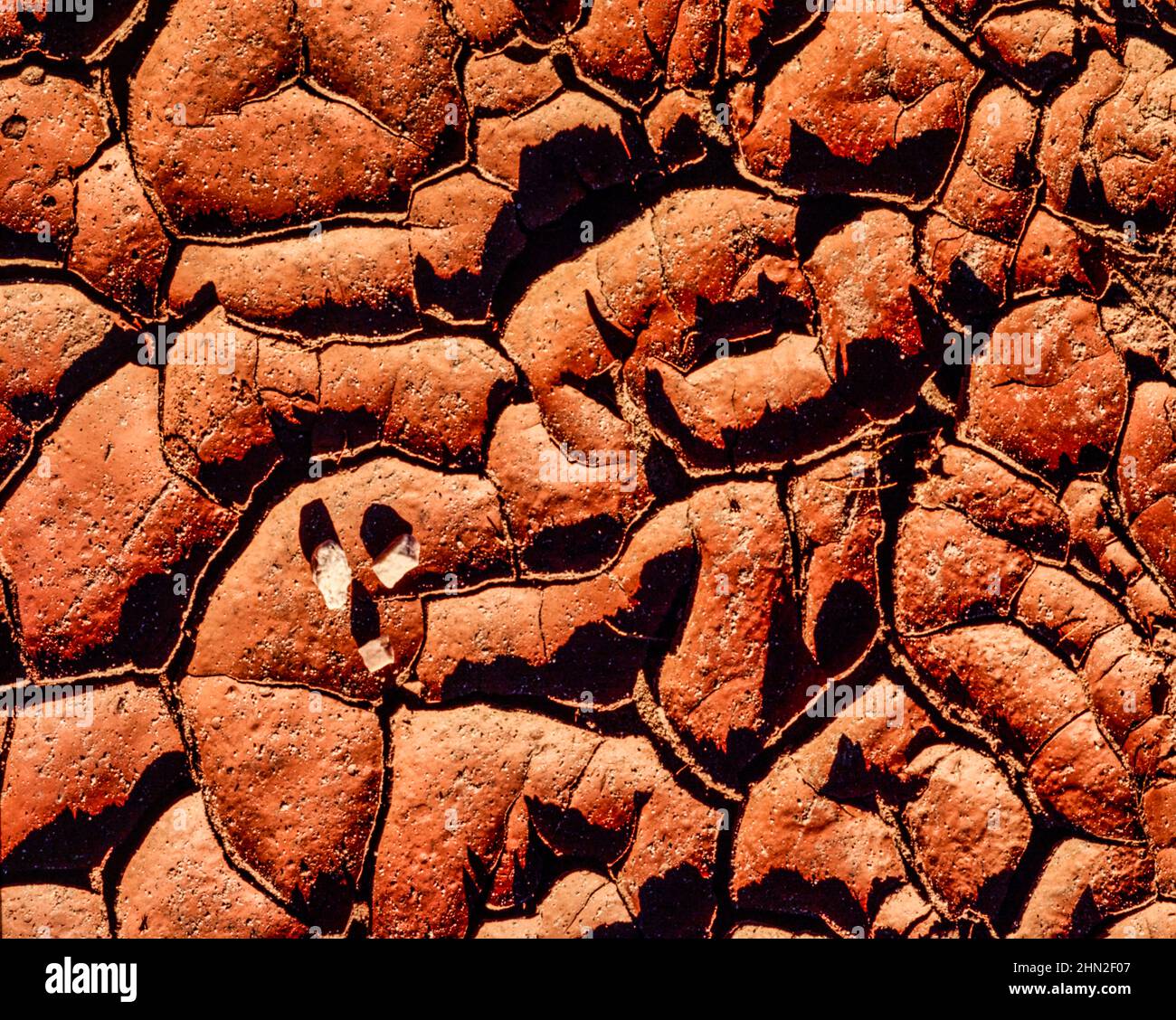 macro drought dried mud pattern with small shells as contrast, natural ...