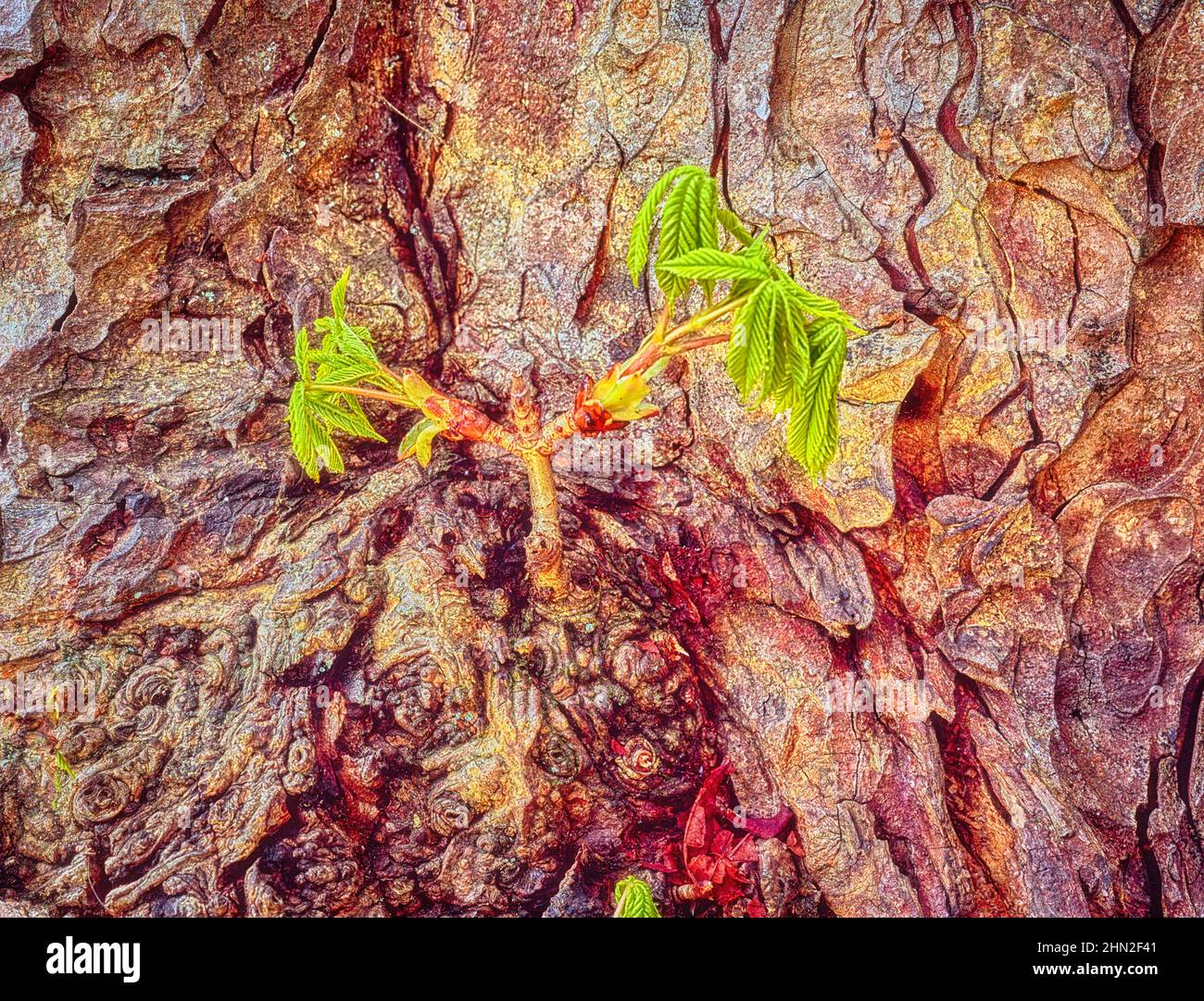 Patterns and textures in nature, intimate landscape of tree patterns ...