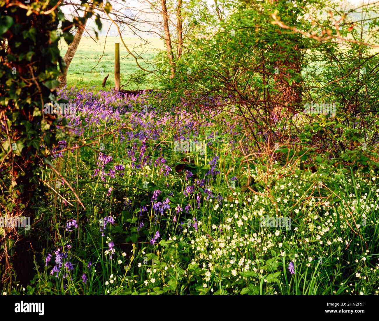Stunning English Bluebell woods landscape in spring sunshine Stock ...