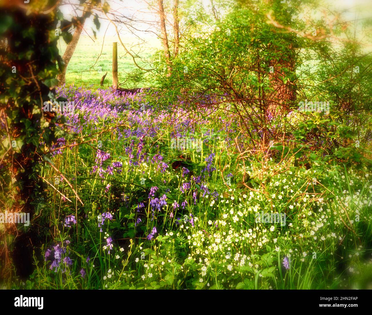 Stunning English Bluebell woods landscape in spring sunshine Stock ...
