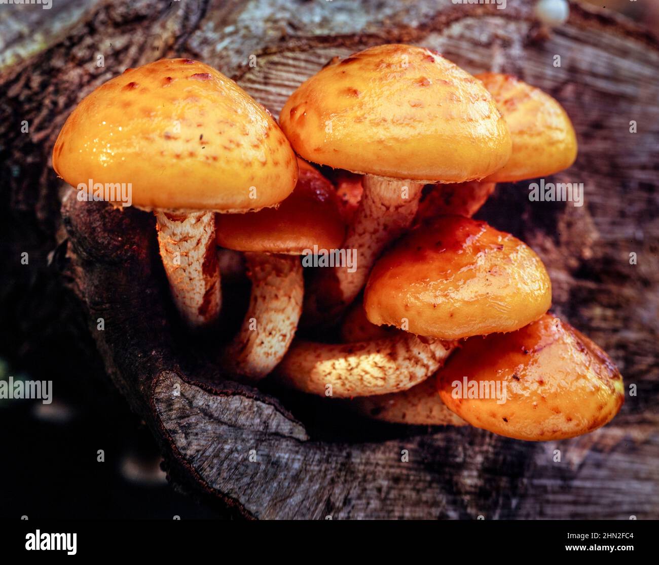 Close-up natural environmental portrait of fungi as symbols of life ...