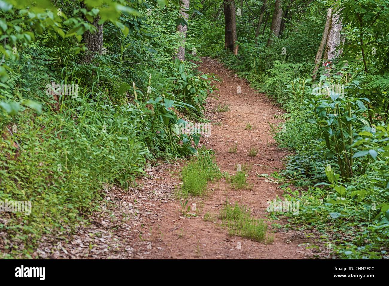 Hiking trail between greenery in the heavy brush and trees Stock Photo ...