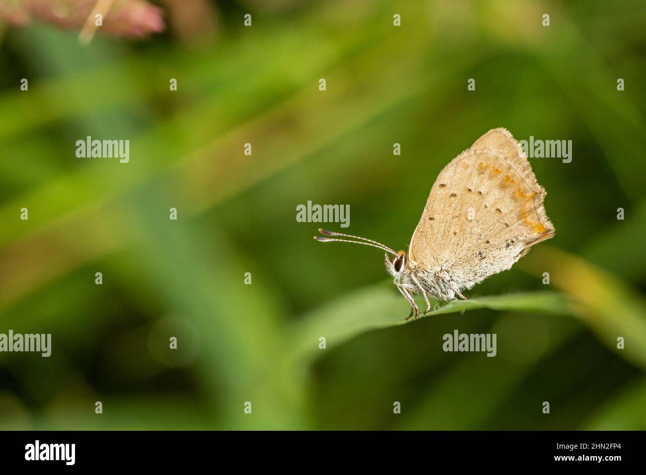 Small copper butterfly (lycaena phlaeas) on grass Stock Photo - Alamy