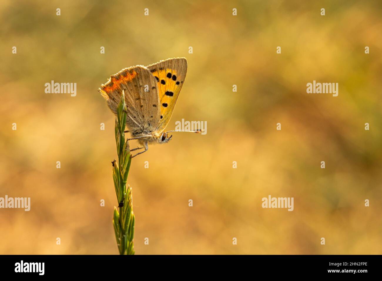 Small copper butterfly (lycaena phlaeas) on grass Stock Photo - Alamy