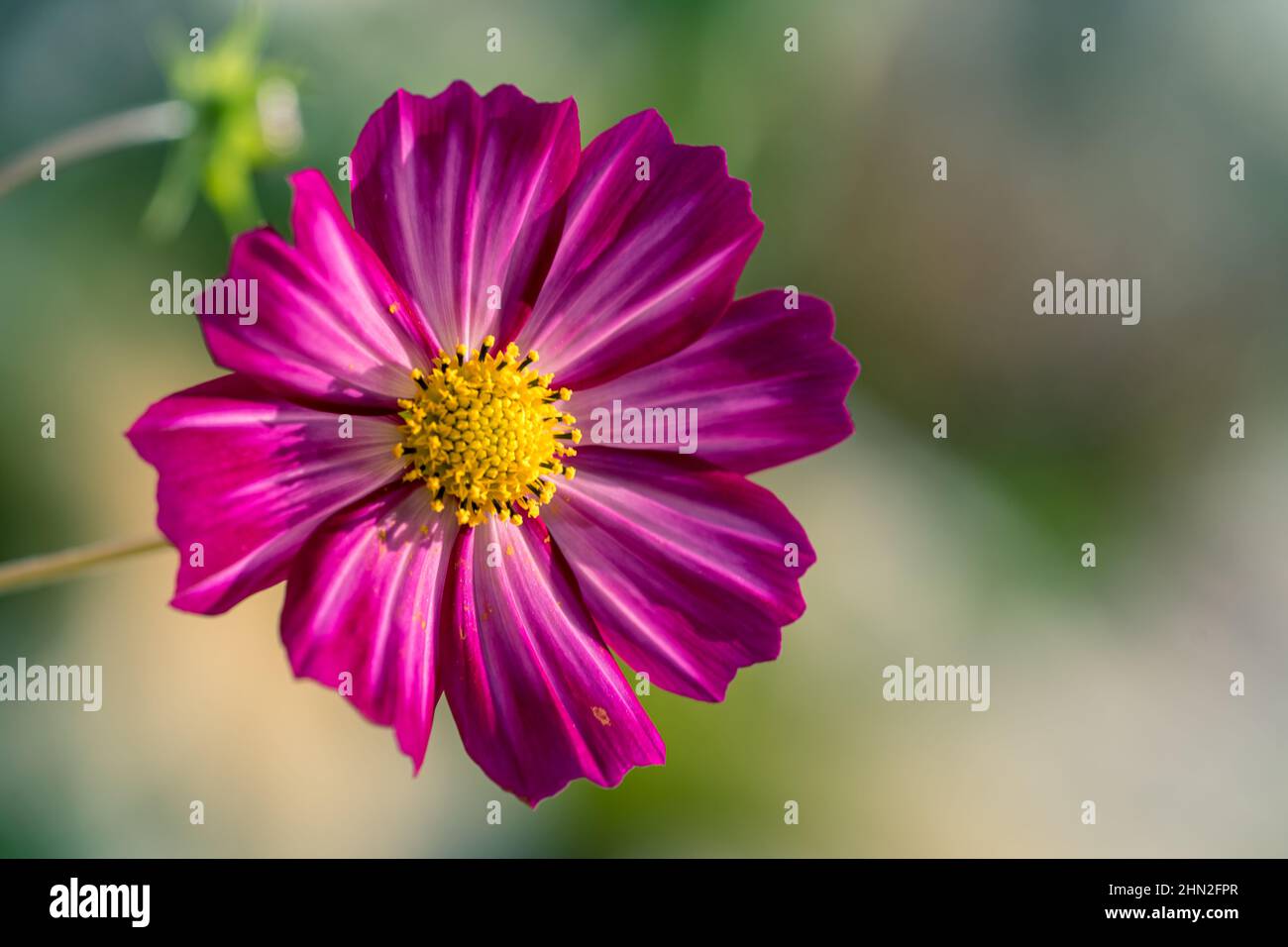Purple cosmos flower (Cosmos Bipinnatus) with green background Stock ...