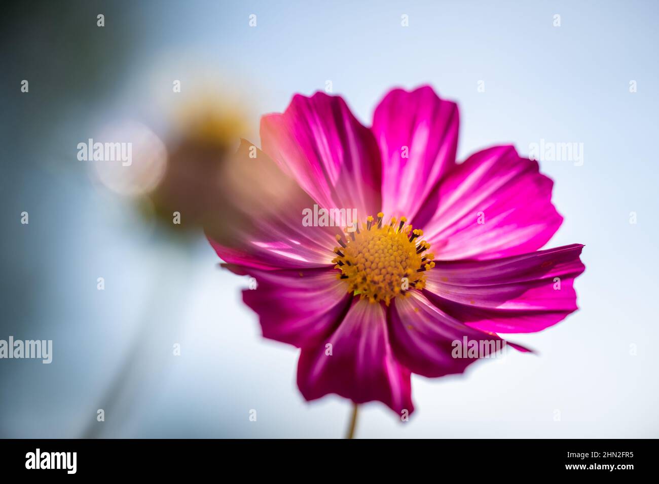 Purple cosmos flower (Cosmos Bipinnatus) with white background Stock ...