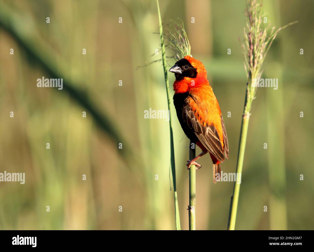Red Bishop, South Africa Stock Photo - Alamy