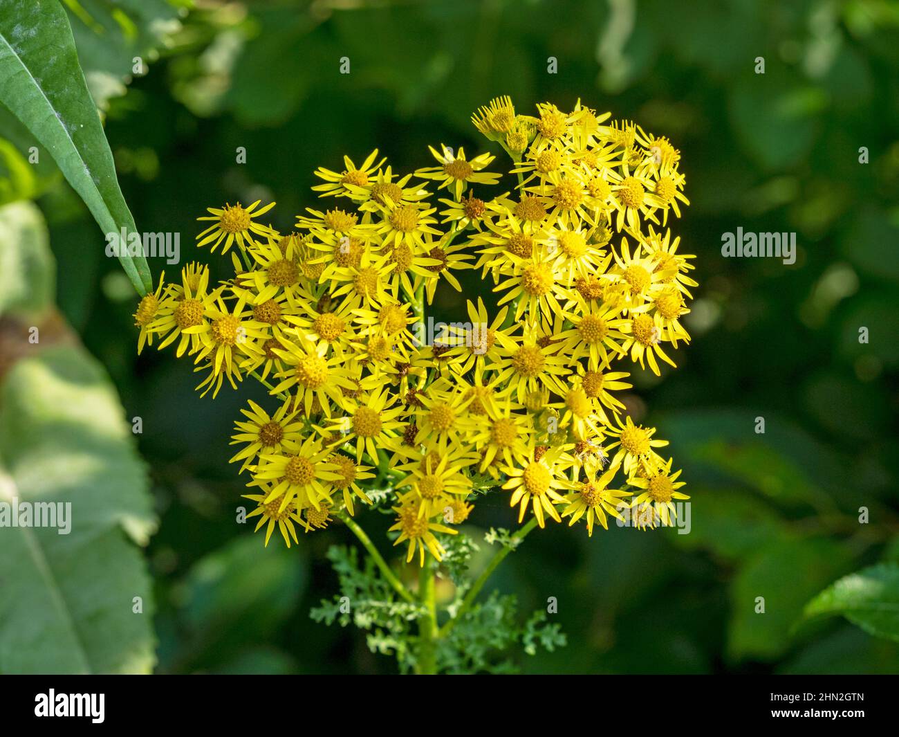 Common senecio vulgaris hi-res stock photography and images - Alamy