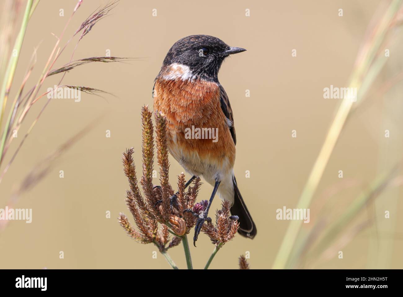 African Stonechat, South Africa Stock Photo - Alamy