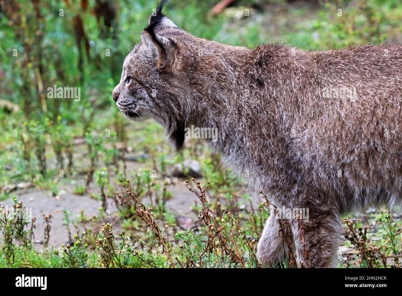 Side view of a lynx body and head Stock Photo - Alamy