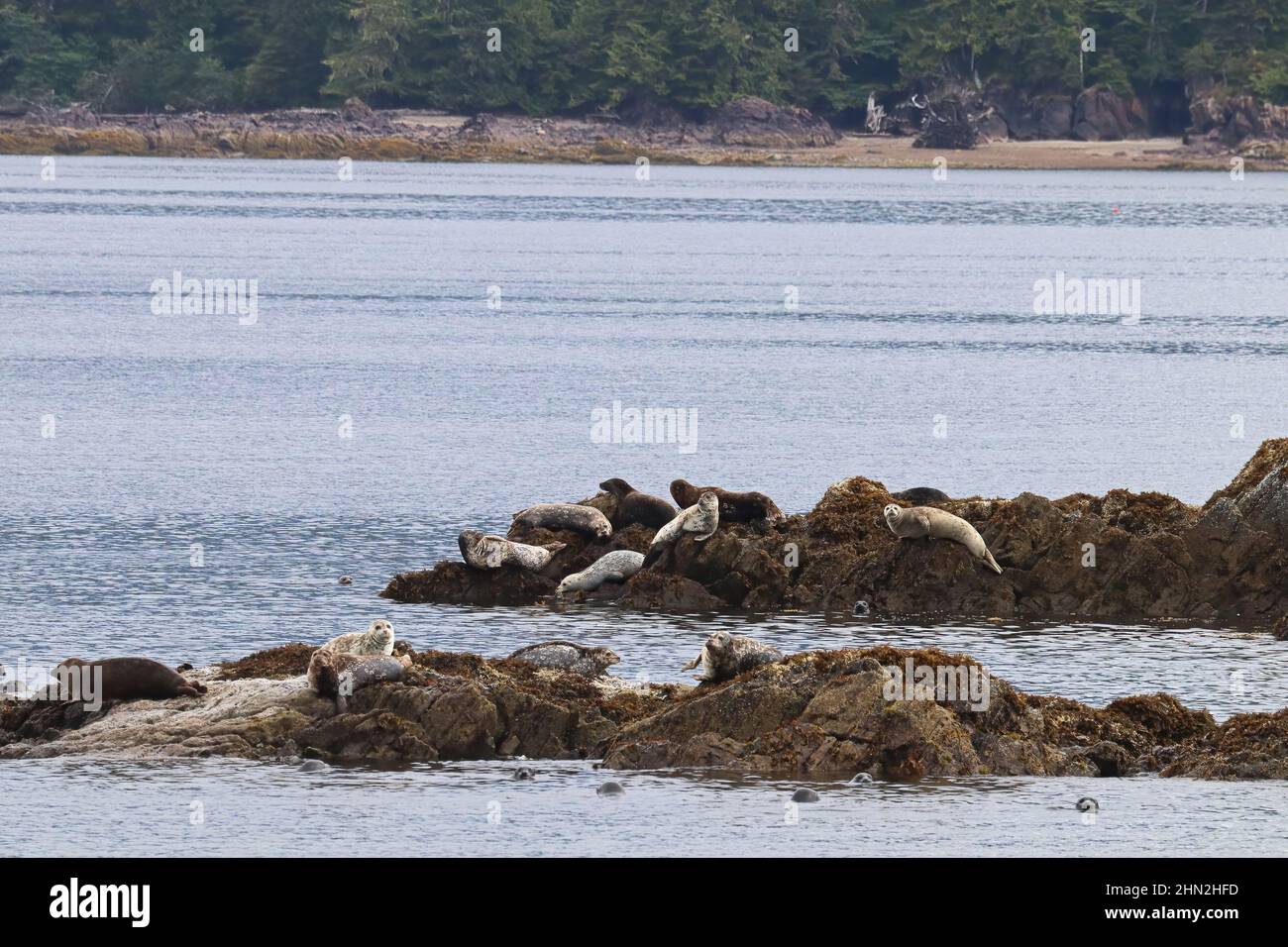 Common seals basking on rocks during the summer Stock Photo - Alamy