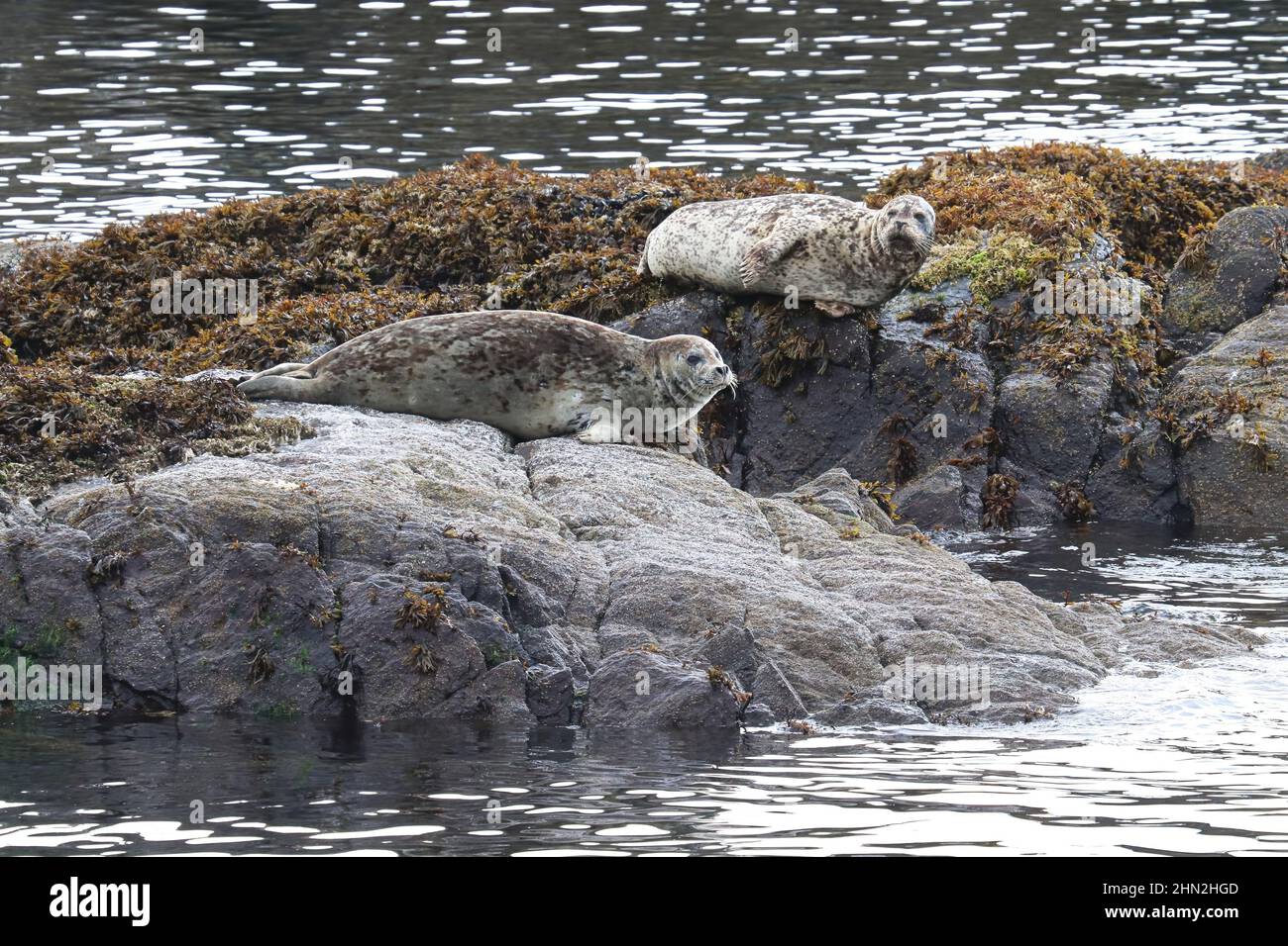 Common seals basking on rocks during the summer Stock Photo - Alamy
