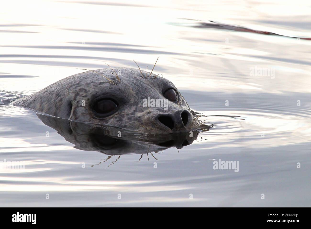 Portrait of a seal hi-res stock photography and images - Alamy