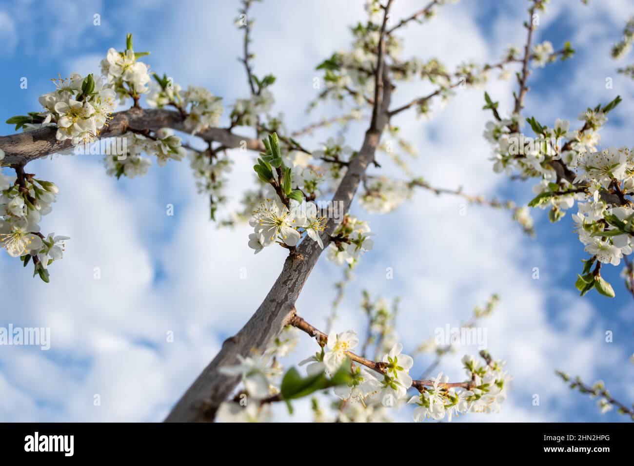 Growing a plum as a small tree hi-res stock photography and images - Alamy