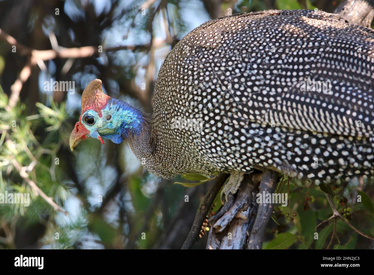 Helmeted Guineafowl, South Africa Stock Photo - Alamy