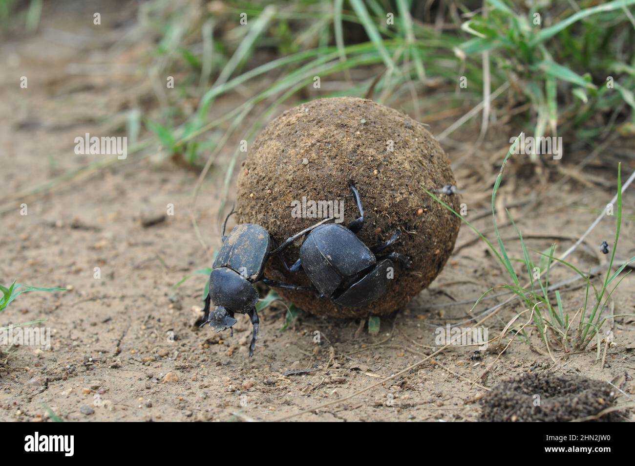 Closeup shot of black beetles on a round dirt ball Stock Photo - Alamy