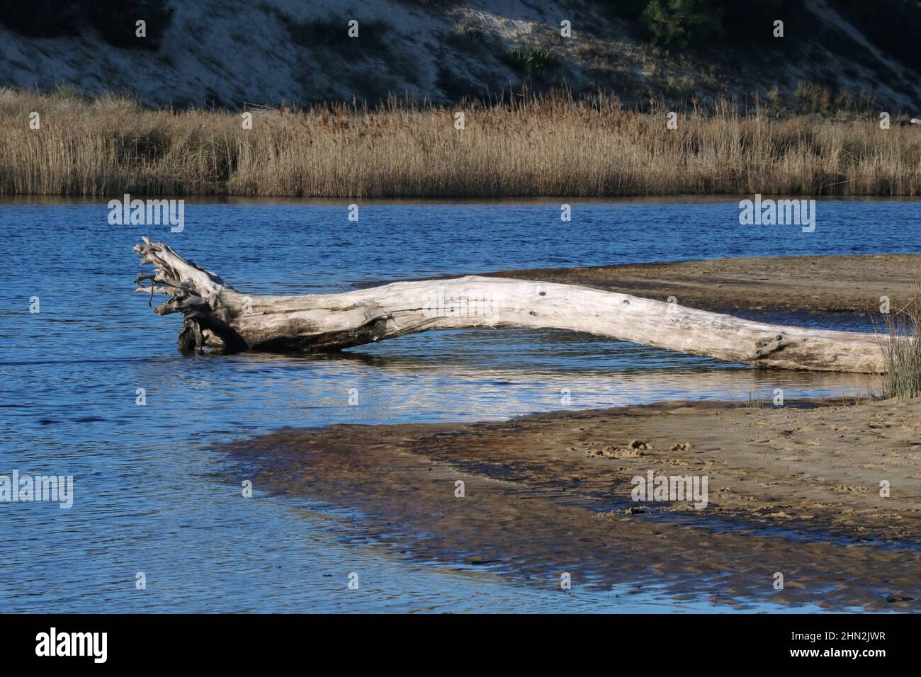 Large wooden log on a lake shore Stock Photo - Alamy