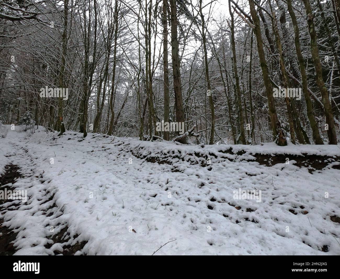 Frosty winter day ice hi-res stock photography and images - Alamy