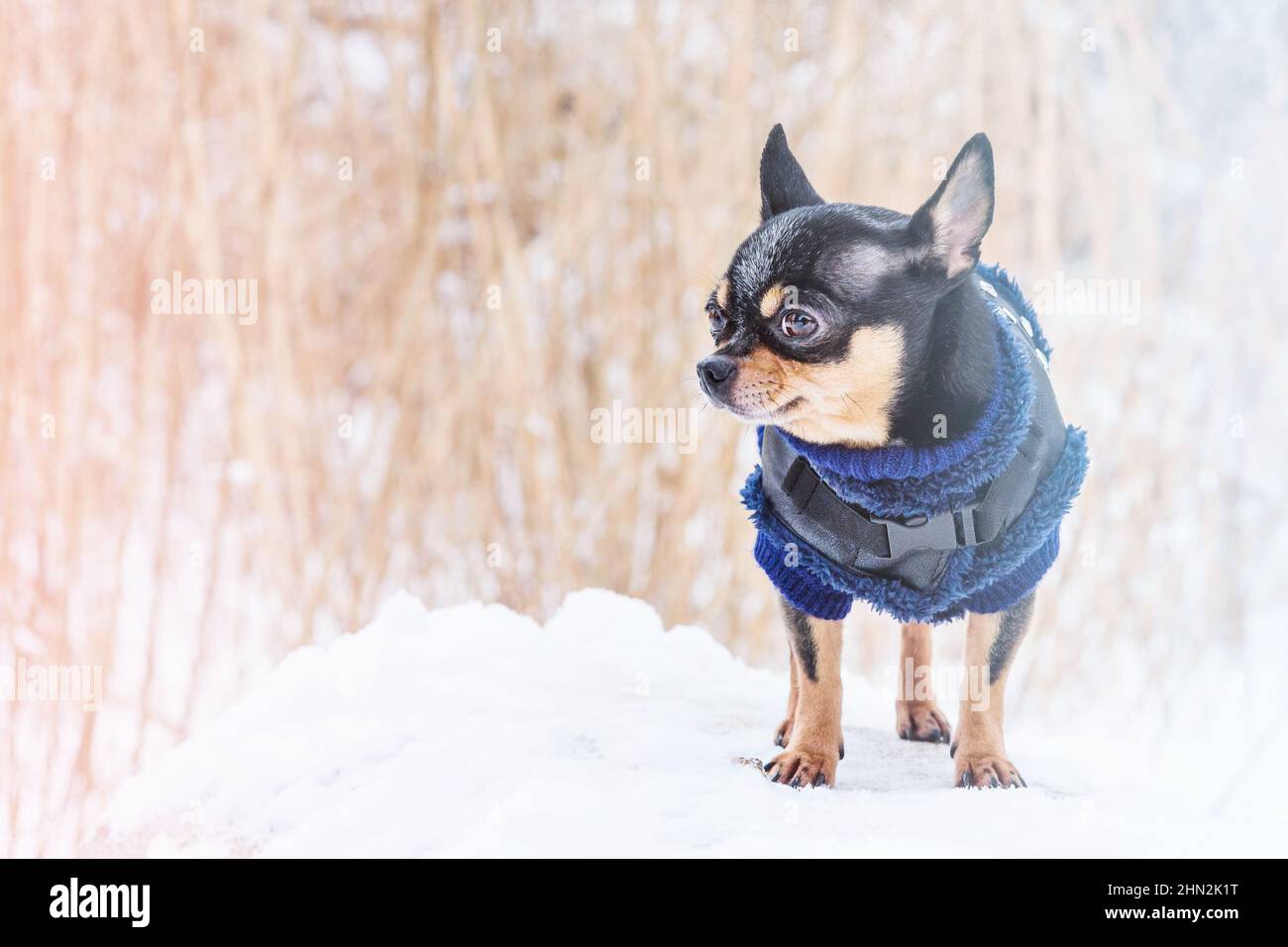Animal, pet. Black Chihuahua dog in clothes on the snow Stock Photo - Alamy