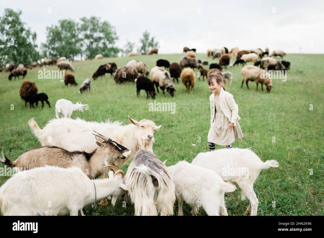 Little girl feeding goats on the farm Stock Photo - Alamy
