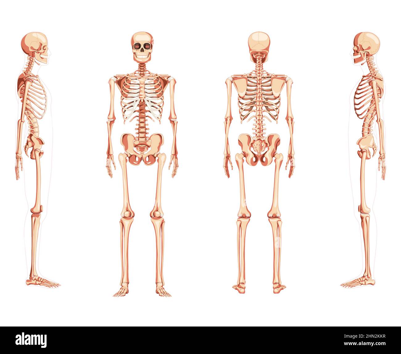 Set of Skeleton Human front back side view with two arm poses ventral ...