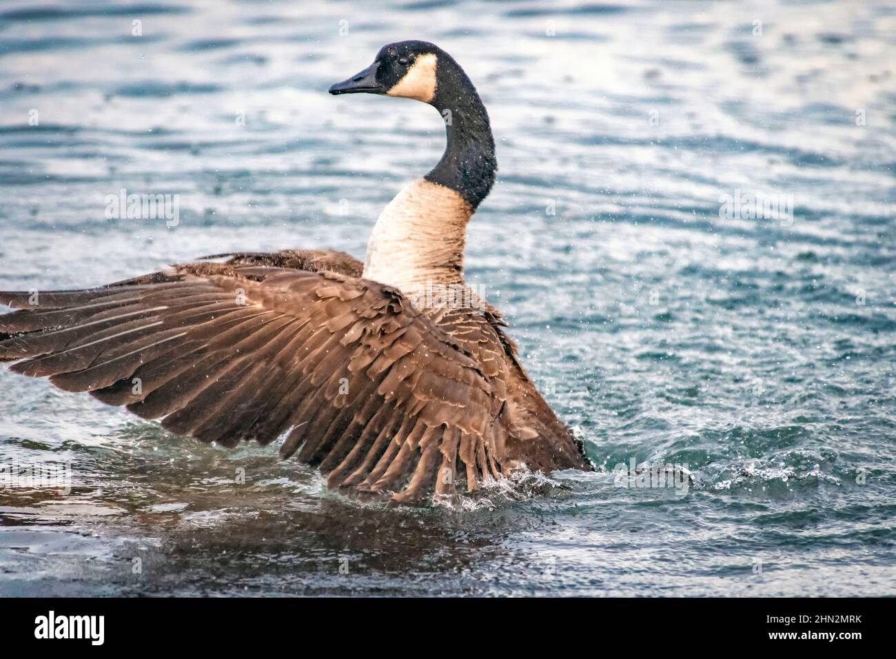 Canada goose (Branta canadensis) bathing, lake Ontario, Canada Stock ...