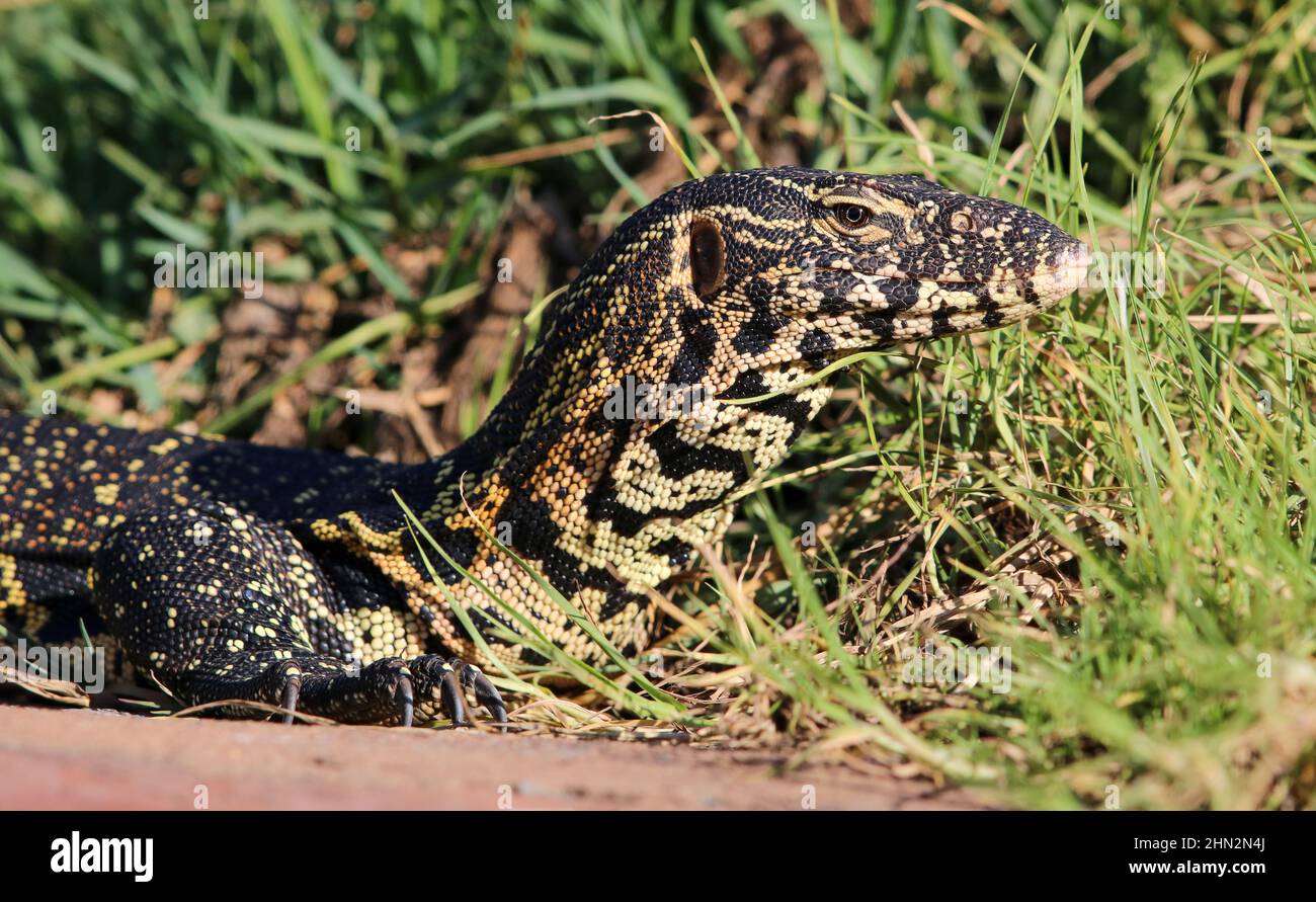 Nile Monitor, South Africa Stock Photo - Alamy