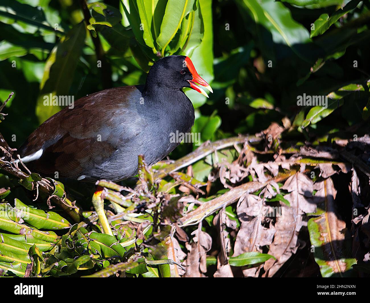 Red Nose Duck Stock Photo - Alamy