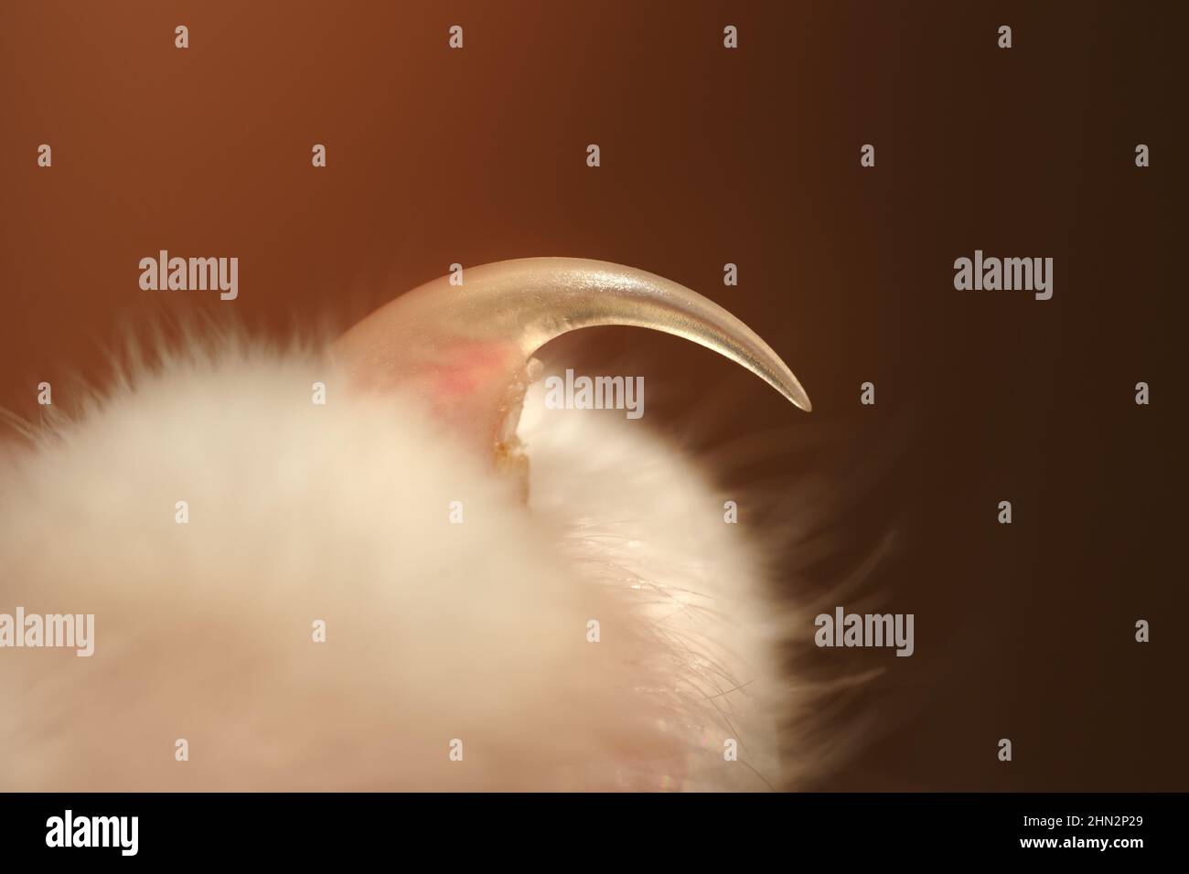 Closeup or macro photo of long and sharp cat claw Stock Photo - Alamy