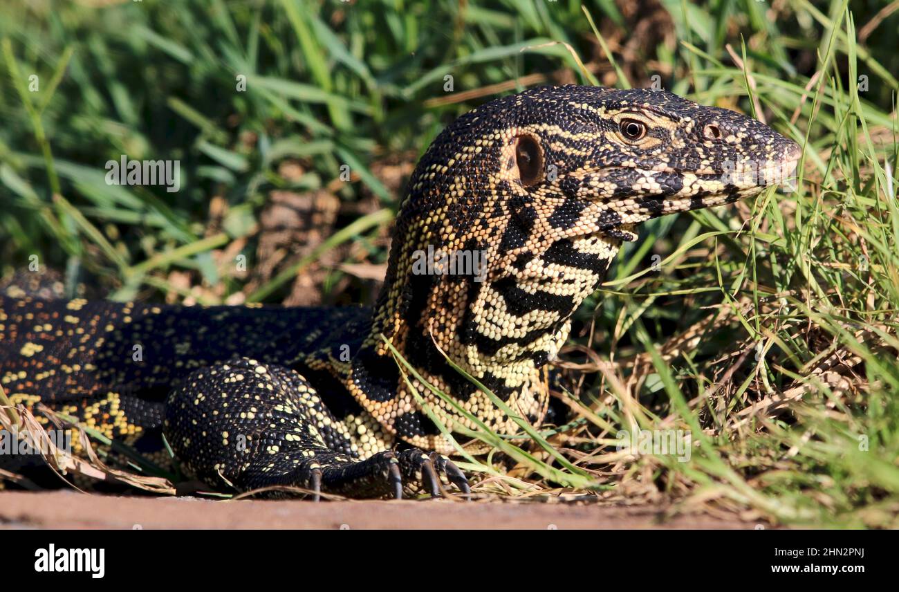 Nile Monitor, South Africa Stock Photo - Alamy