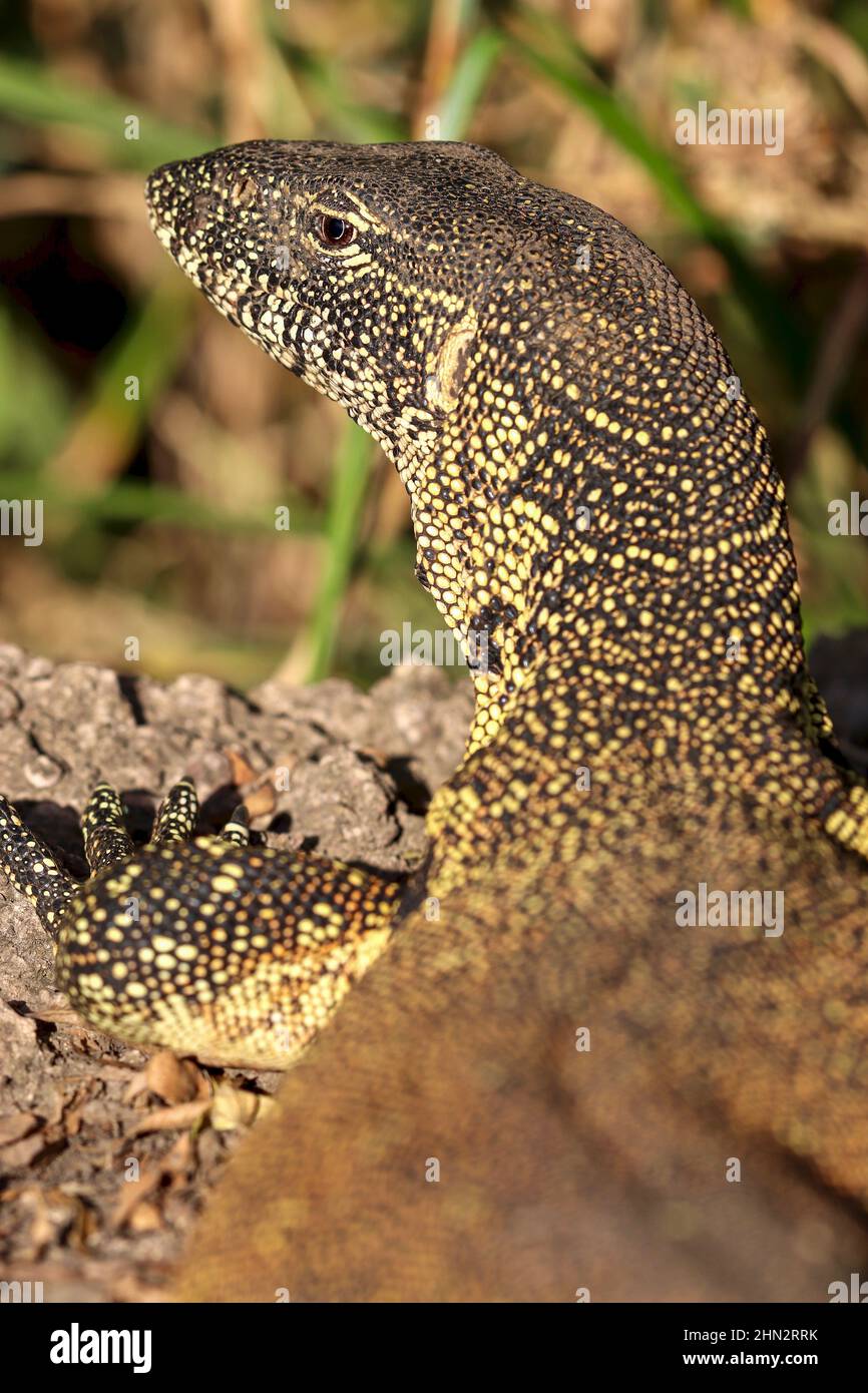 Nile Monitor, South Africa Stock Photo - Alamy