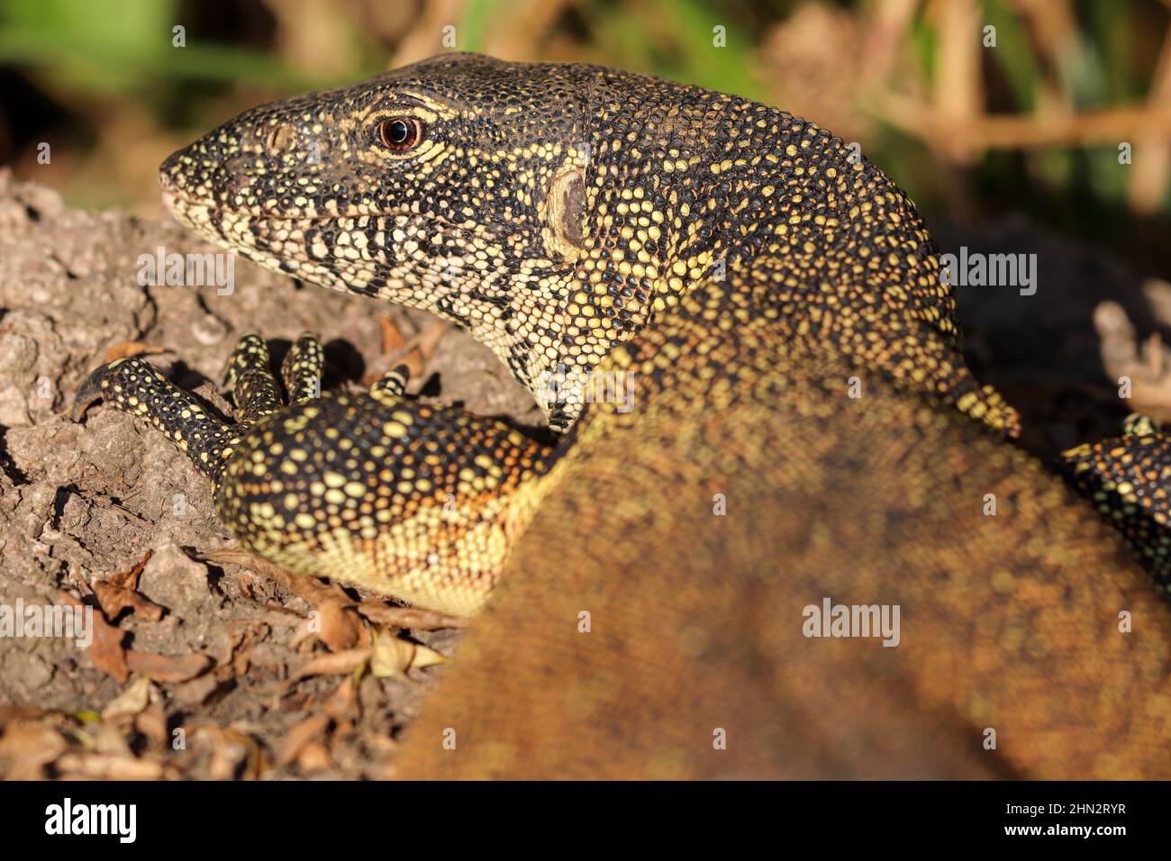 Nile Monitor, South Africa Stock Photo - Alamy