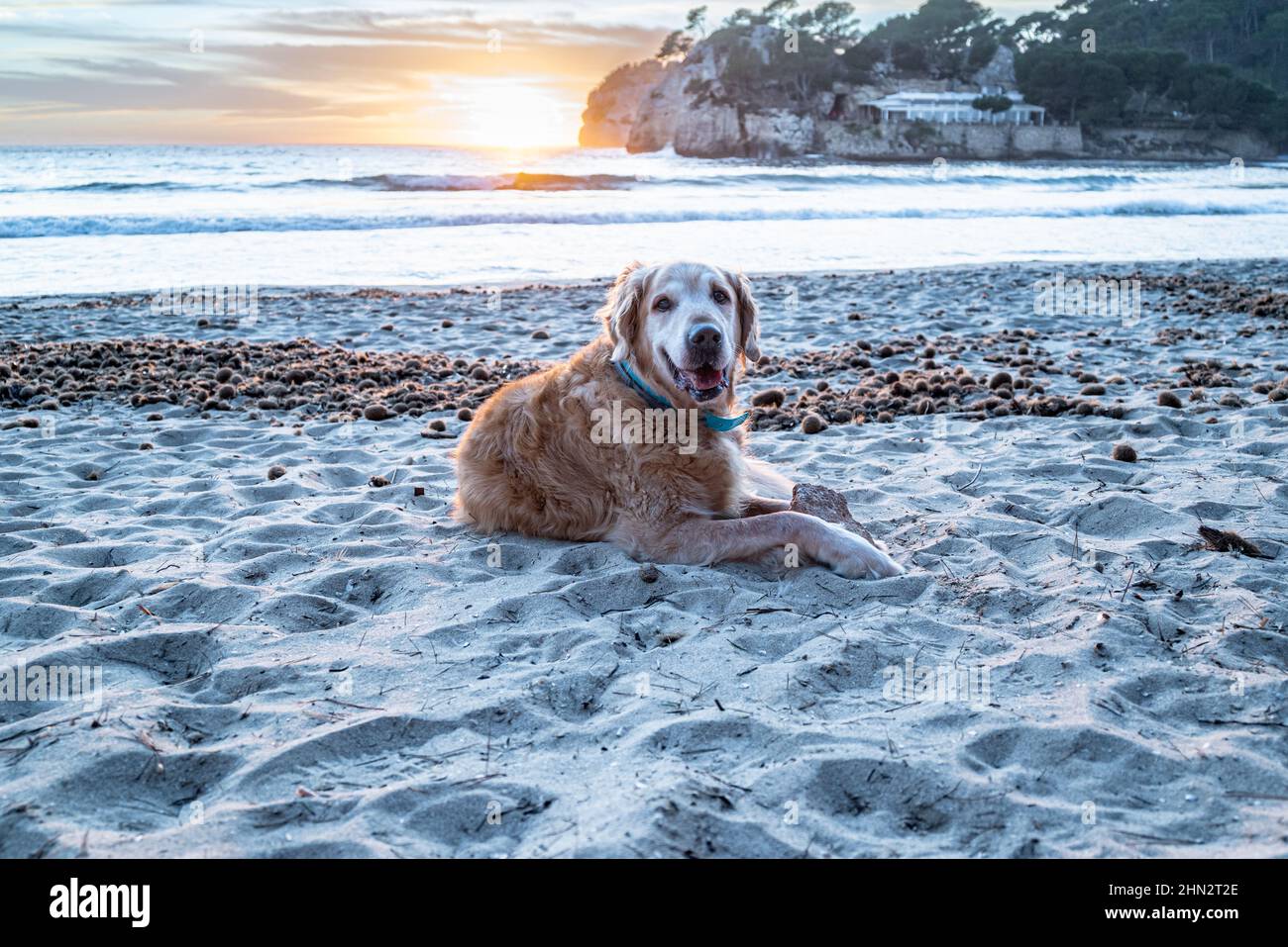 Golden retriever, lying on the sand of the beach with sunset background ...