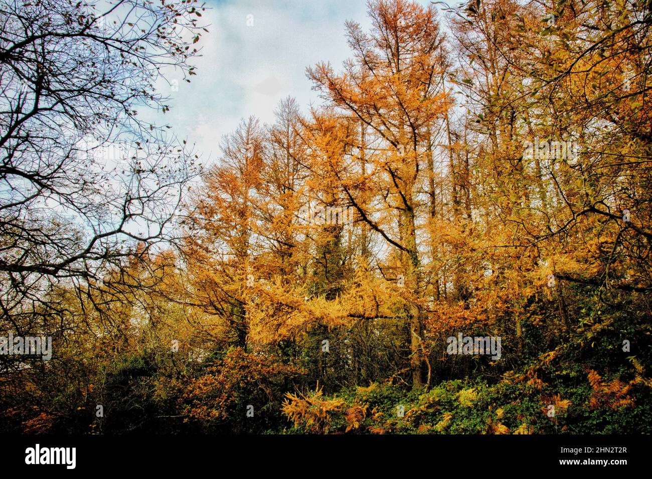 Beautiful autumn landscape with yellow trees in a forest Stock Photo ...