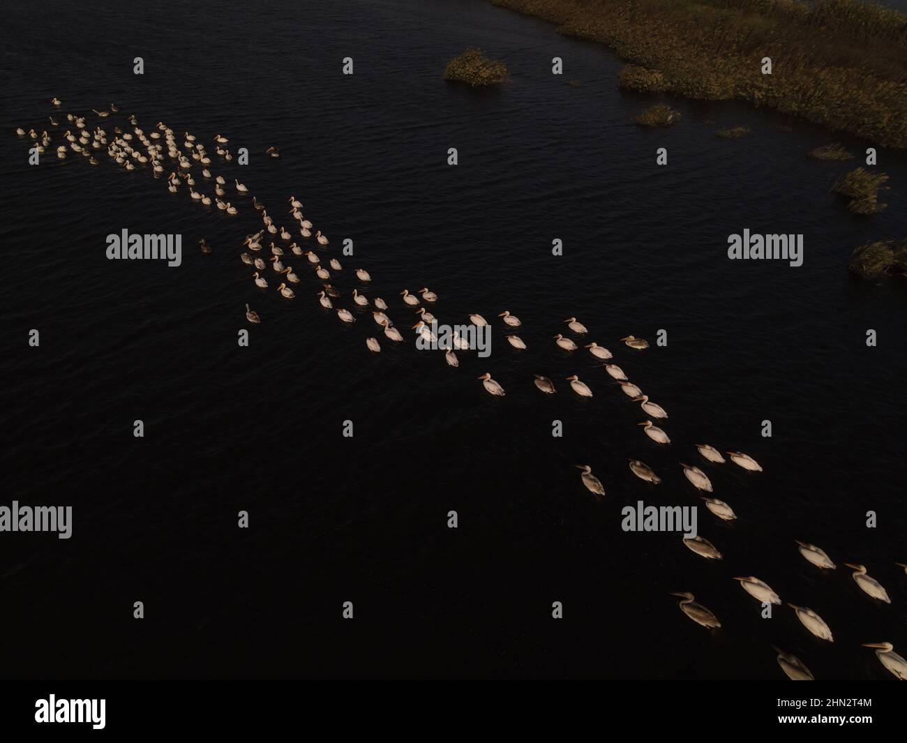 Aerial shot flock waterfowl hi-res stock photography and images - Alamy