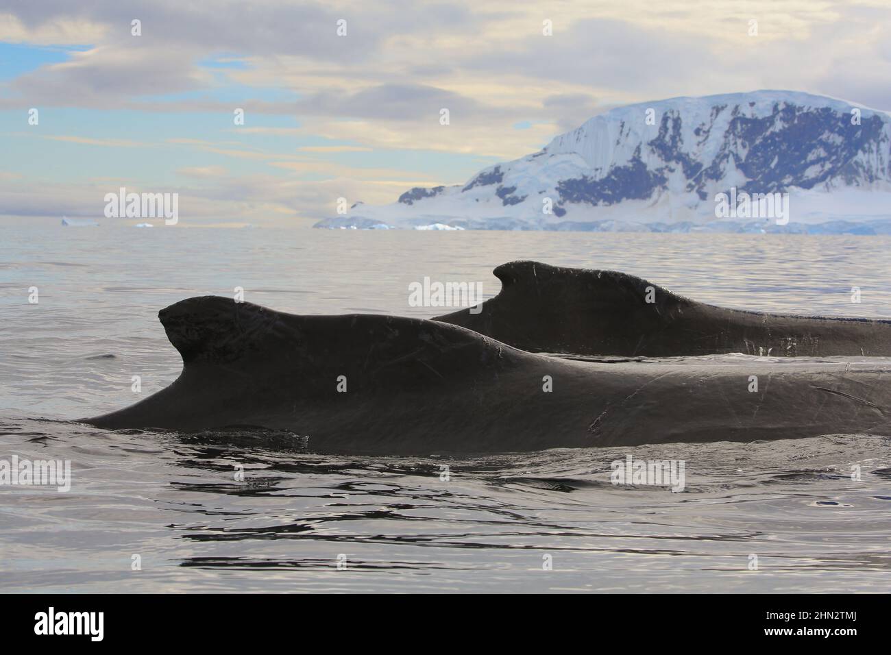 A pair of humpback whales in Wilhelmina Bay, Antarctica, are on a ...