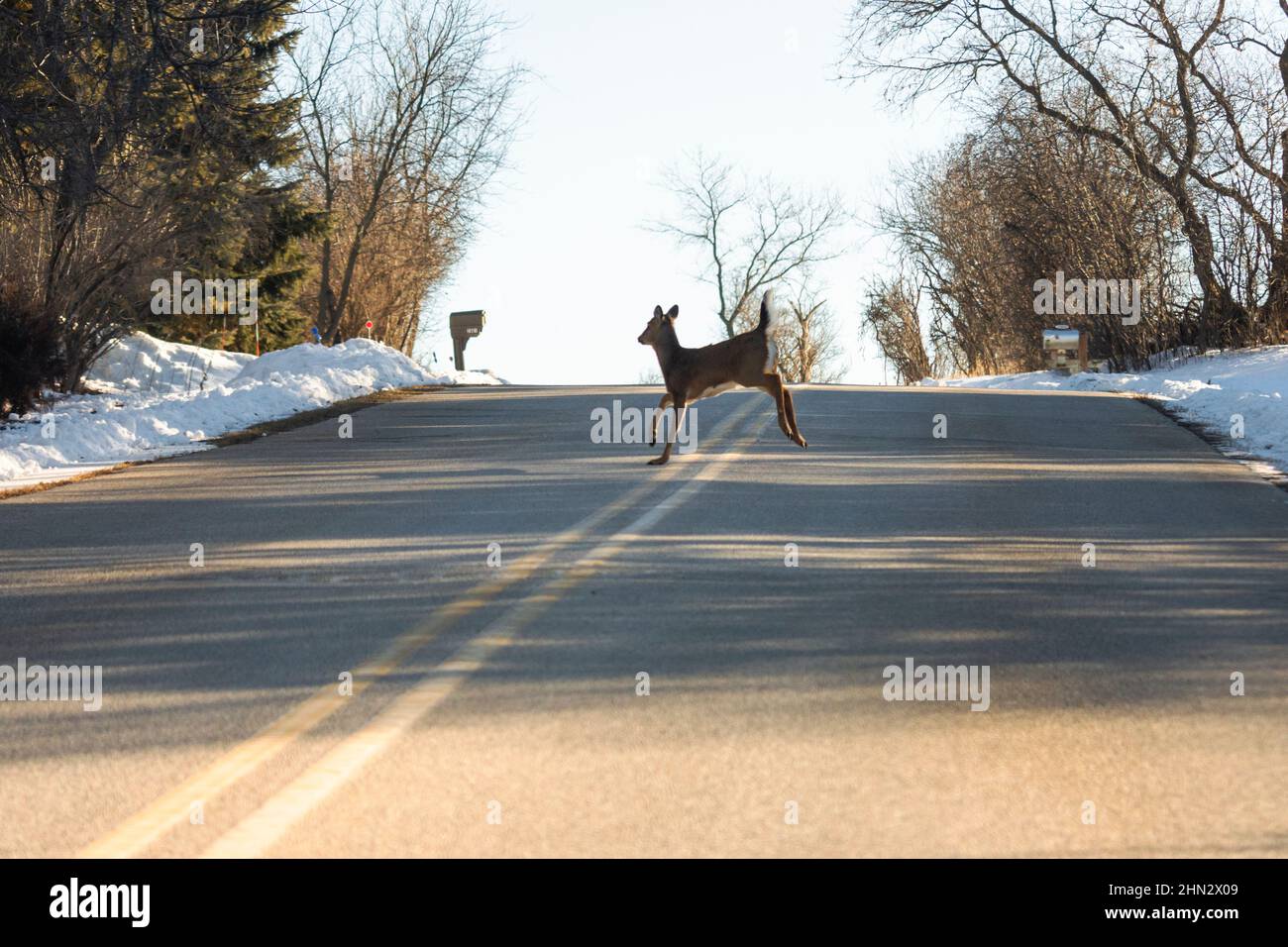 Deer across a road hi-res stock photography and images - Alamy