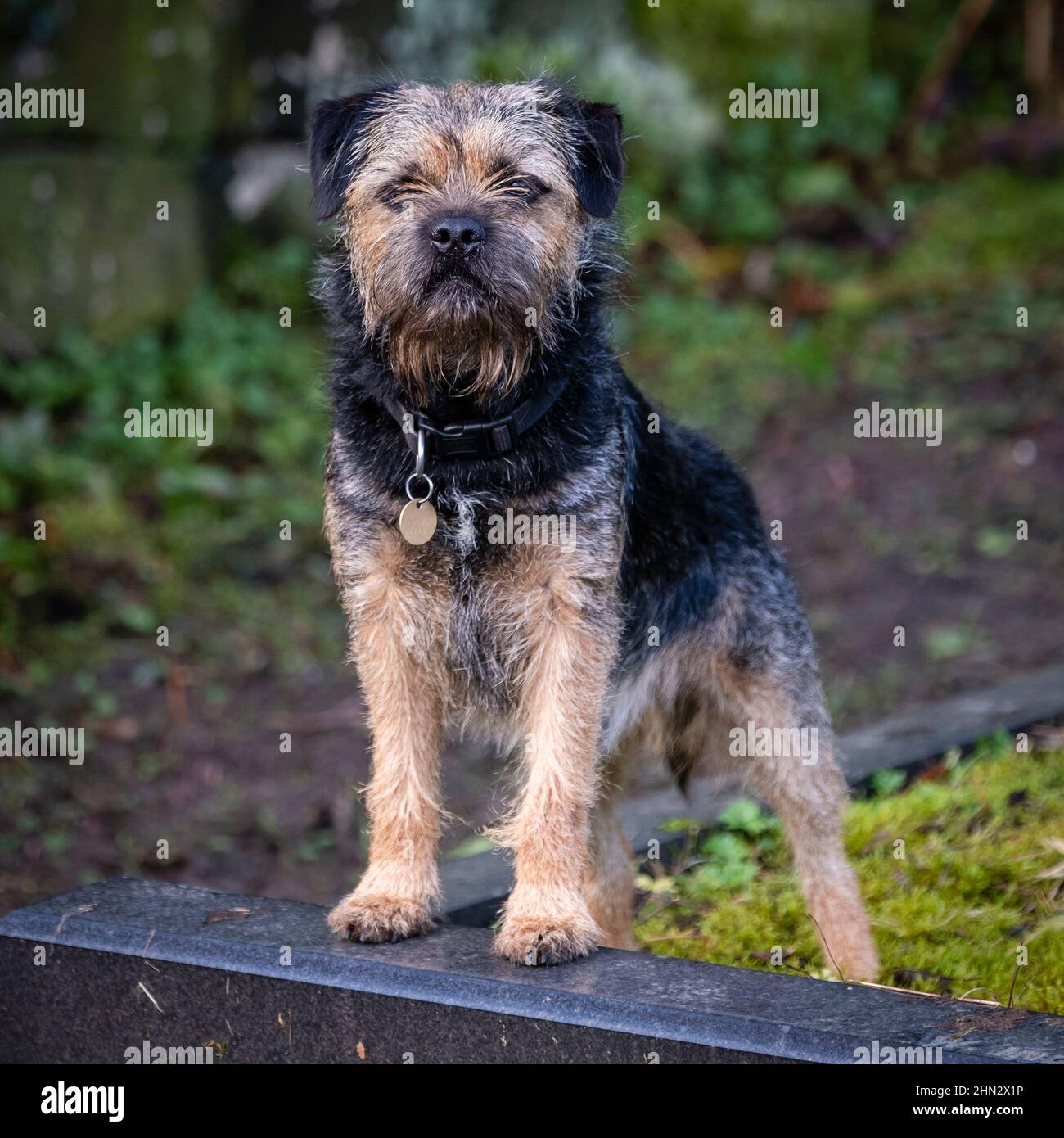 Tan border hi-res stock photography and images - Alamy