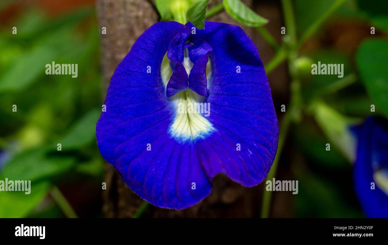Beautiful closeup of Asian pigeonwings flower. medicinal plant from ...