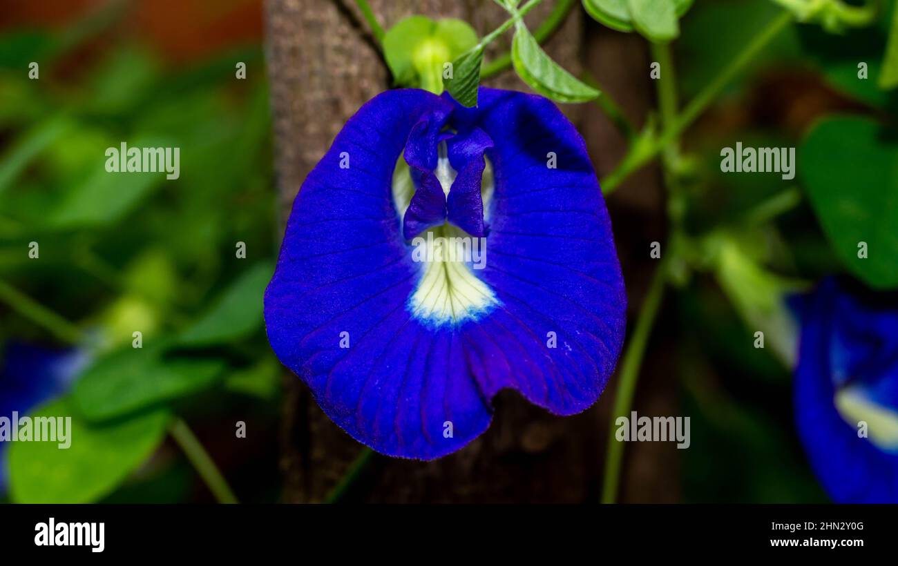 Beautiful closeup of Asian pigeonwings flower. medicinal plant from ...