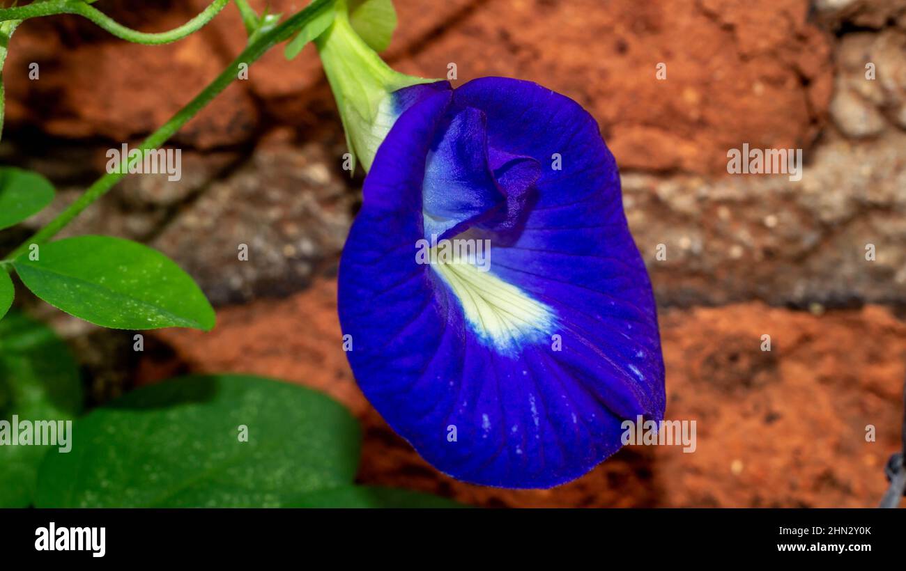 Beautiful closeup of Asian pigeonwings flower. medicinal plant from ...