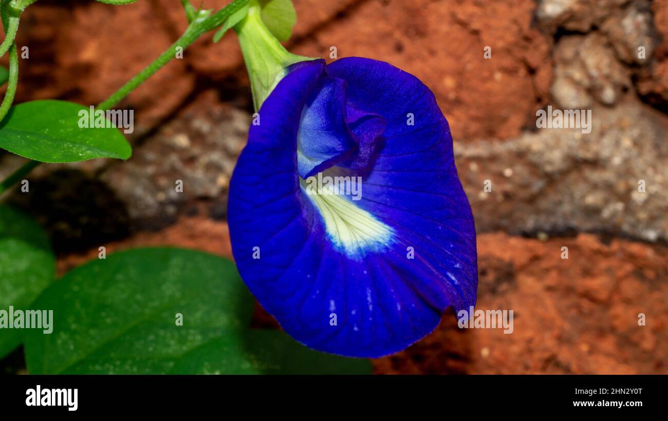 Beautiful closeup of Asian pigeonwings flower. medicinal plant from ...