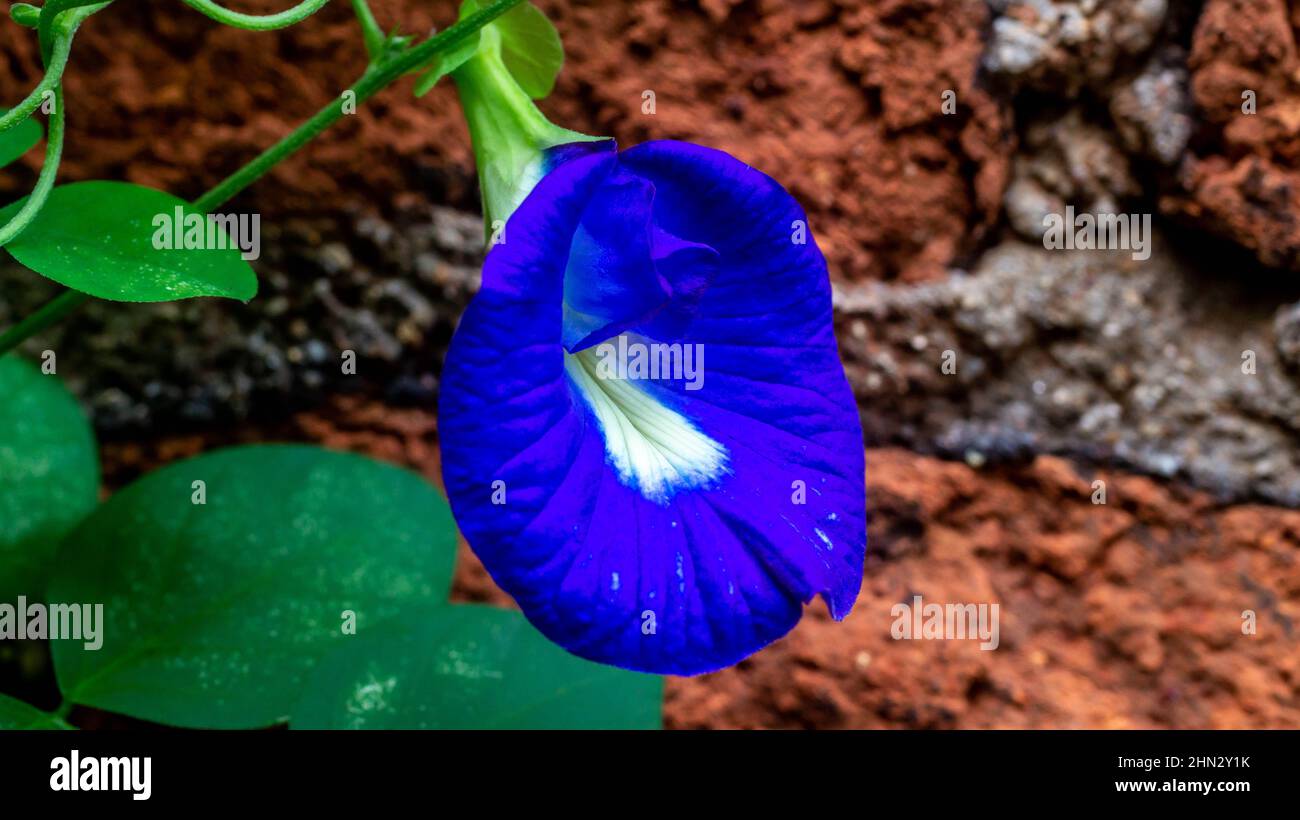 Beautiful closeup of Asian pigeonwings flower. medicinal plant from ...