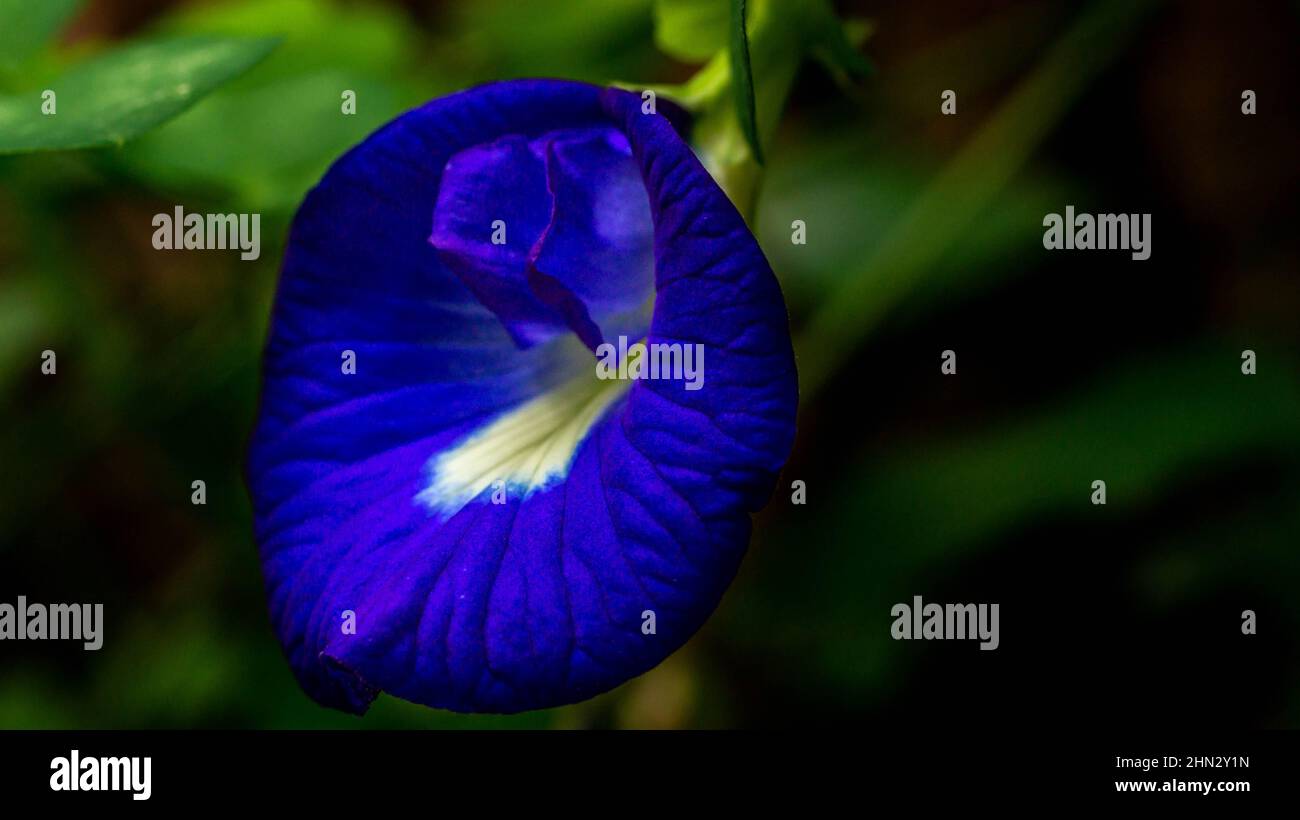 Beautiful closeup of Asian pigeonwings flower. medicinal plant from ...