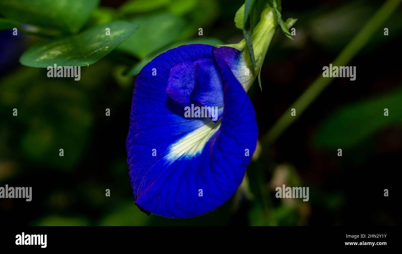 Beautiful closeup of Asian pigeonwings flower. medicinal plant from ...