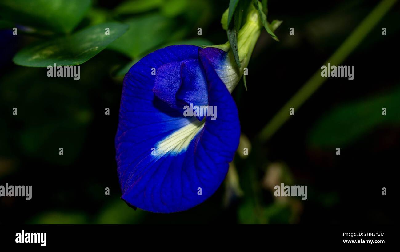 Beautiful closeup of Asian pigeonwings flower. medicinal plant from ...