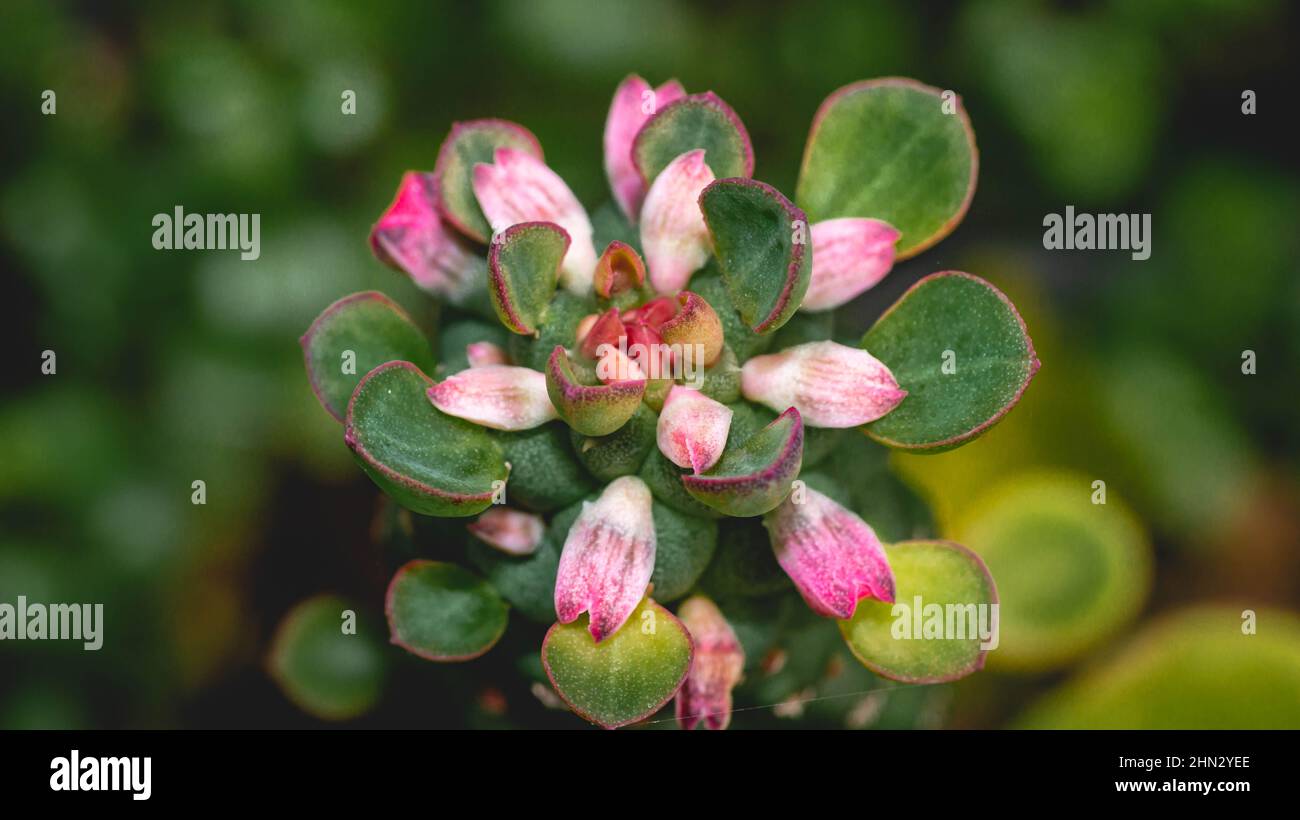 Monadenium hi-res stock photography and images - Alamy